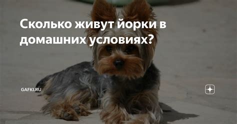 Сколько живут йорки в домашних условиях Дзен