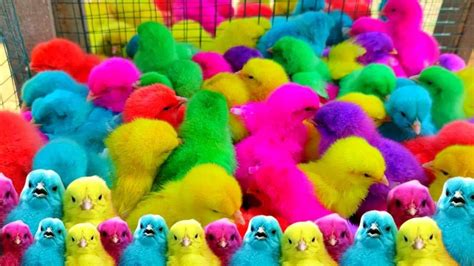 Catch Cute Chickenscolorful Chickens Rainbow Chickens Cute Ducks