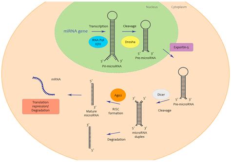 The Roles Of Micrornas In Male Infertility