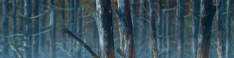 Leafless Trees LinkedIn Background Get Some Inspiration