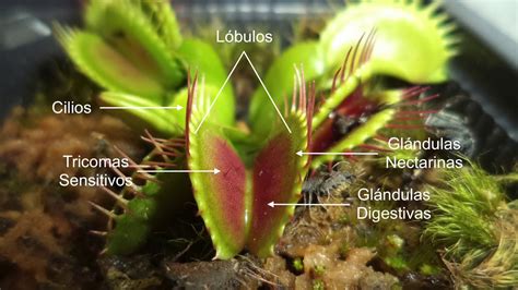 Mundo Carn Voro Plantas Carn Voras Alimentando Una Planta Carn Vora