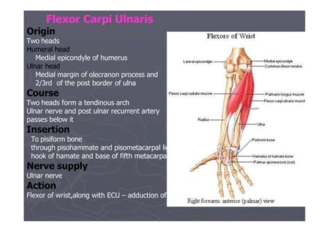 Ul Flexor Forearm Pptx