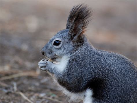 Abert S Squirrel Sciurus Aberti Natureworks