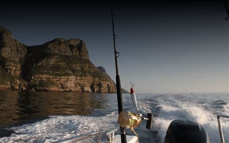 Shark Diving Cape Town Premier Shark Cage Diving Company