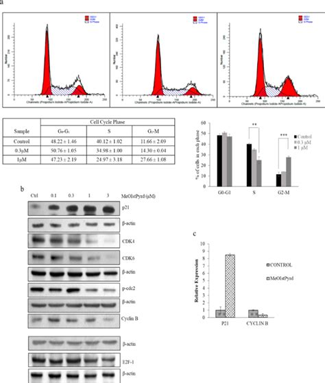 Effect Of Meoistpyrd On The Cell Cycle A431 Cells Were Treated With