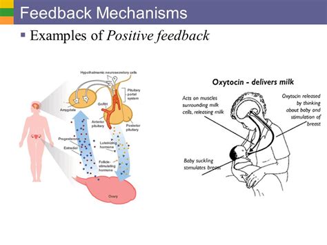 Positive Feedback Loop Endocrine System