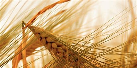 Linguine Pasta Di Gragnano IGP 12 X 500 G Mozzalat