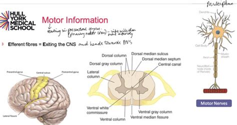 Motor Descending Spinal Pathways Flashcards Quizlet