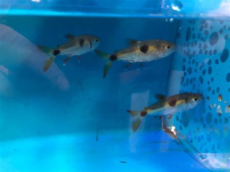 Exodon Tetra Large For Sale Exotic Fish Shop 774 400 4598