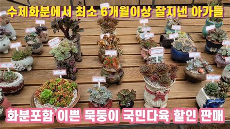 이쁜 묵둥이 국민다육 화분포함 할인판매 특별한 수제화분부터 일반 수제분까지 묵둥이 자연군생 국민이 다육이 수제화분