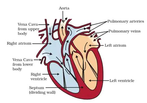 Draw A Labelled Diagram Of Human Heart Draw A Table To Show The