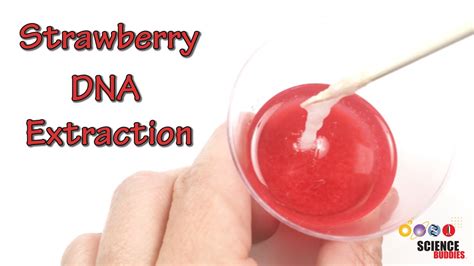 Extracting Dna From Strawberries Experiment