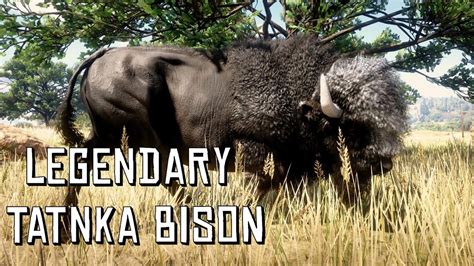 Hunting Legendary Tatanka Bison Rdr2 Youtube