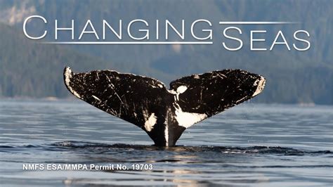 Vanishing Whales Changing Seas All Episode Broadcast Times