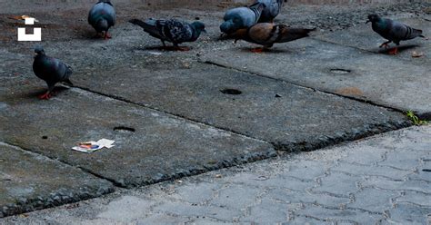 보도에 비둘기 사진 Unsplash의 무료 마탄체리 이미지