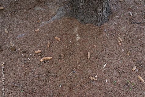 Forest Ground Soil Pine Earth Soil With Coniferous Cones Of Fir Pine Trees Needles Stock Photo