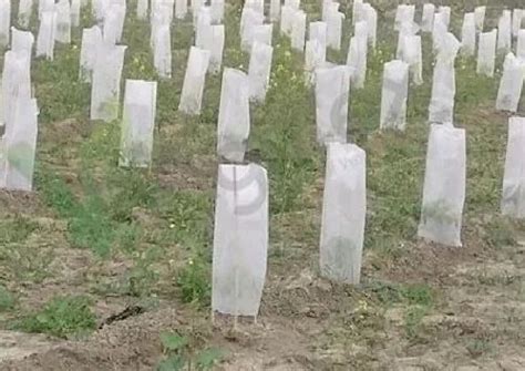 Crop Covers Crop Protection Cover Manufacturer From Surat