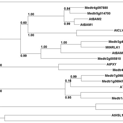 Protein Similarity Tree Of The M Truncatula Lrr Rlks Most Closely