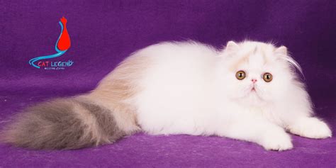 Cfa Cat Legends Diandian Xie