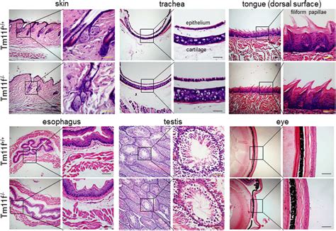 Histological Analysis Of Tmprss11f Ko Mouse Tissues Selected Tissues