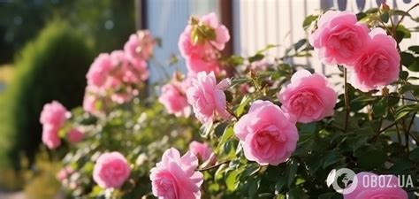 Плетисті троянди як і коли треба обрізати взимку Oboz Ua