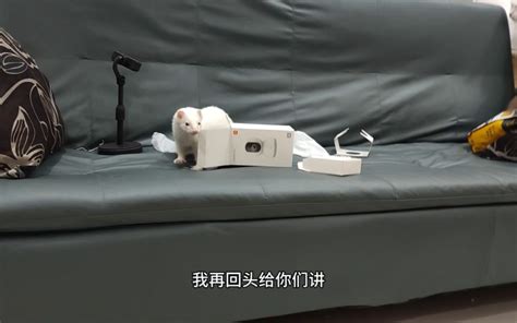 实在想不出来标题了就这样吧哈哈哈 毛绒绒和碎碎念 毛绒绒和碎碎念 哔哩哔哩视频