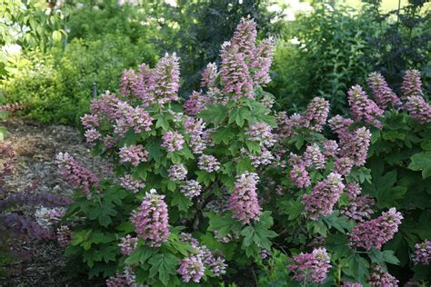 Gatsby Pink® Oakleaf Hydrangea Hydrangea Quercifolia Proven Winners