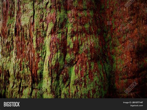 Colours Branch Tree Image And Photo Free Trial Bigstock