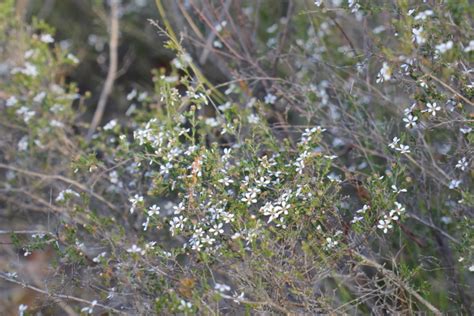 Leptospermum Parvifolium11 Nb Plant Areas