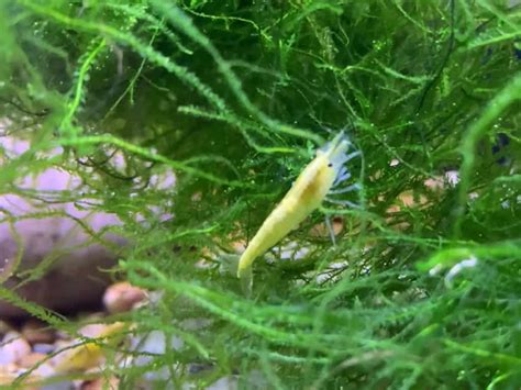 Java Moss Care Instructions On Growing And Maintenance