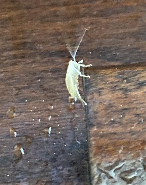 Pest Detectives Albino Cockroach 🤔 I Hear This Term