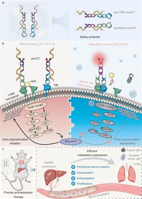 An Eph Driven Dna Nanodevice For Impeding Metastasis In Vivo By