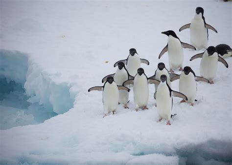 Were Tracking Adelie Penguins In Antarctica Wwf
