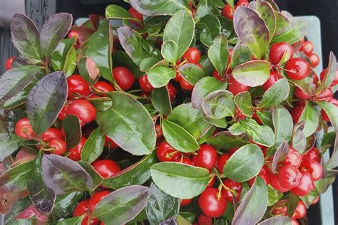 7 Вечнозелени храсти за ограда и градина Цветя и растения