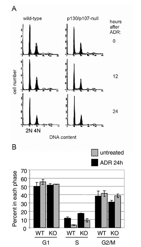 Cell Cycle Distribution Of Mefs Cells Were Treated For 12 Or 24 Hours