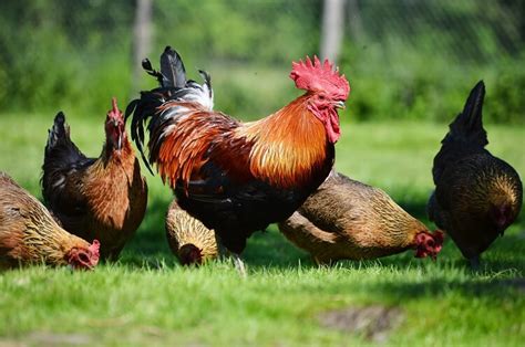 How Do Chickens Mate The Complete Guide Chickens And More