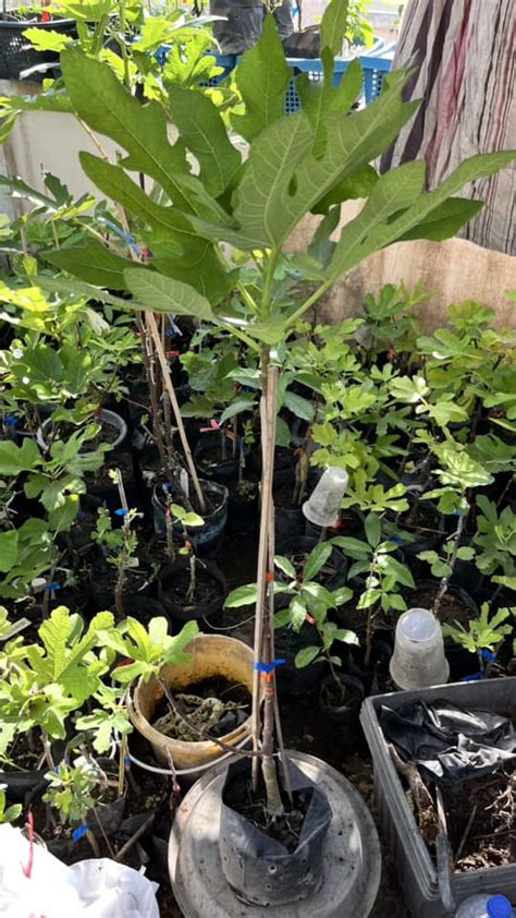 มะเดื่อฝรั่งเสียบตออุทุมพรเพาะเมล็ดสายพันธุ์ Green Jordan สูงประมาณ 1 เมตร 750บาท รวมส่ง Vdoแนบ