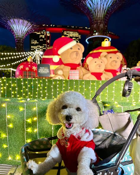 🐻 Milo 美禄 🐾 Maltipoo 抹地布 🇸🇬 Milo Teddypoo • Instagram Photos And Videos