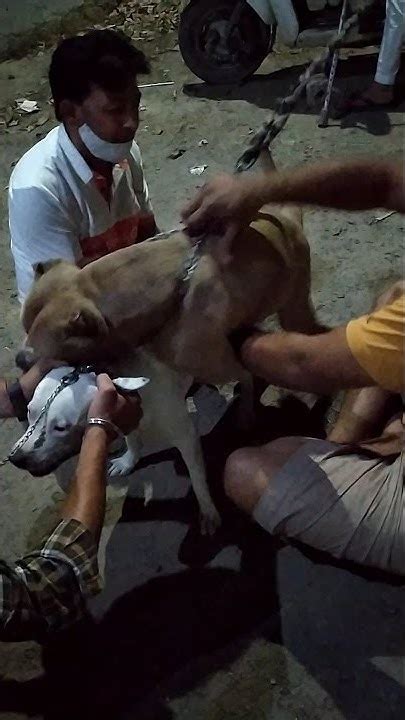 First Time Sex By Pitbulls Breed Mating Pitbull Sex Fighterdog