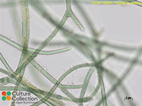 Tolypothrix Distorta
