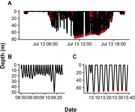 Multi Predator Assemblages Dive Type Bathymetry And Sex Influence Foraging Success And