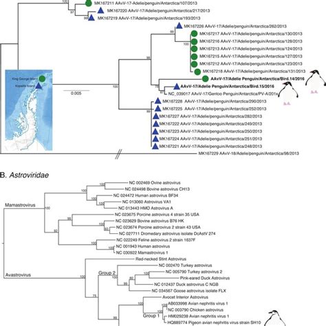 Phylogeny Of Two Previously Described Viruses In Penguins A Phylogeny