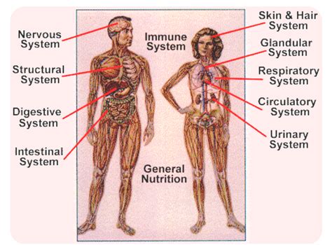 Organs Of The Respiratory System