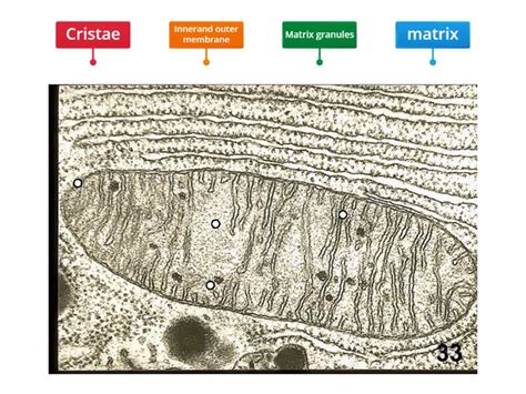 Label Different Aspects Of The Mitochondria Labelled Diagram