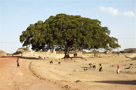 Sycamore Fig Tree Ficus Sycomorus Editorial Photo Image 29678861