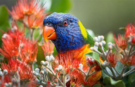 The 30 Most Beautiful Birds In The World Ranked