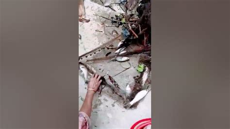 মাশা আল্লাহ নিজের পুকুরের মাছ Youtube