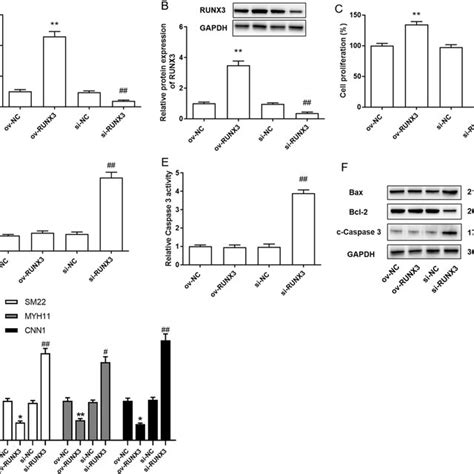 Effect Of Runx3 Overexpression And Inhibition On Cell Proliferation And