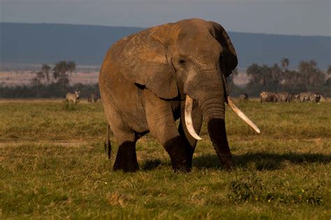 Elefant Kostenlose Tierbilder