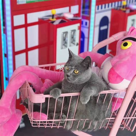 Tax Cats In Stuff Part 1 Album On Imgur